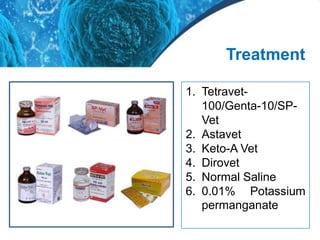 Brucellosis | PPTX