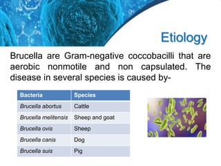 Brucellosis | PPTX | Infectious Diseases | Diseases and Conditions