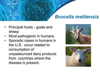 Brucellosis | PPTX | Infectious Diseases | Diseases and Conditions