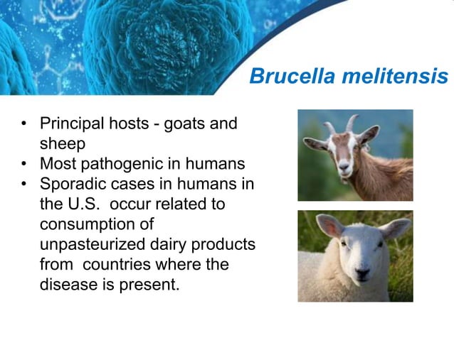 Brucellosis | PPTX | Infectious Diseases | Diseases and Conditions