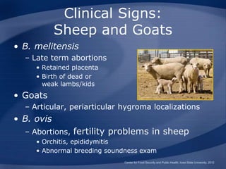 Brucellosis, Name - Vidit jain , group no.8.ppt