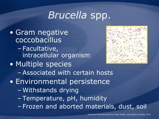 Brucellosis, Name - Vidit jain , group no.8.ppt