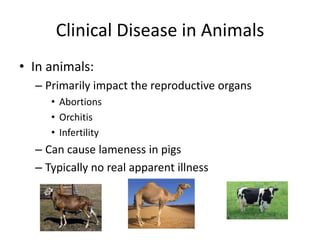 Brucellosis: The bugs and the disease | PPTX