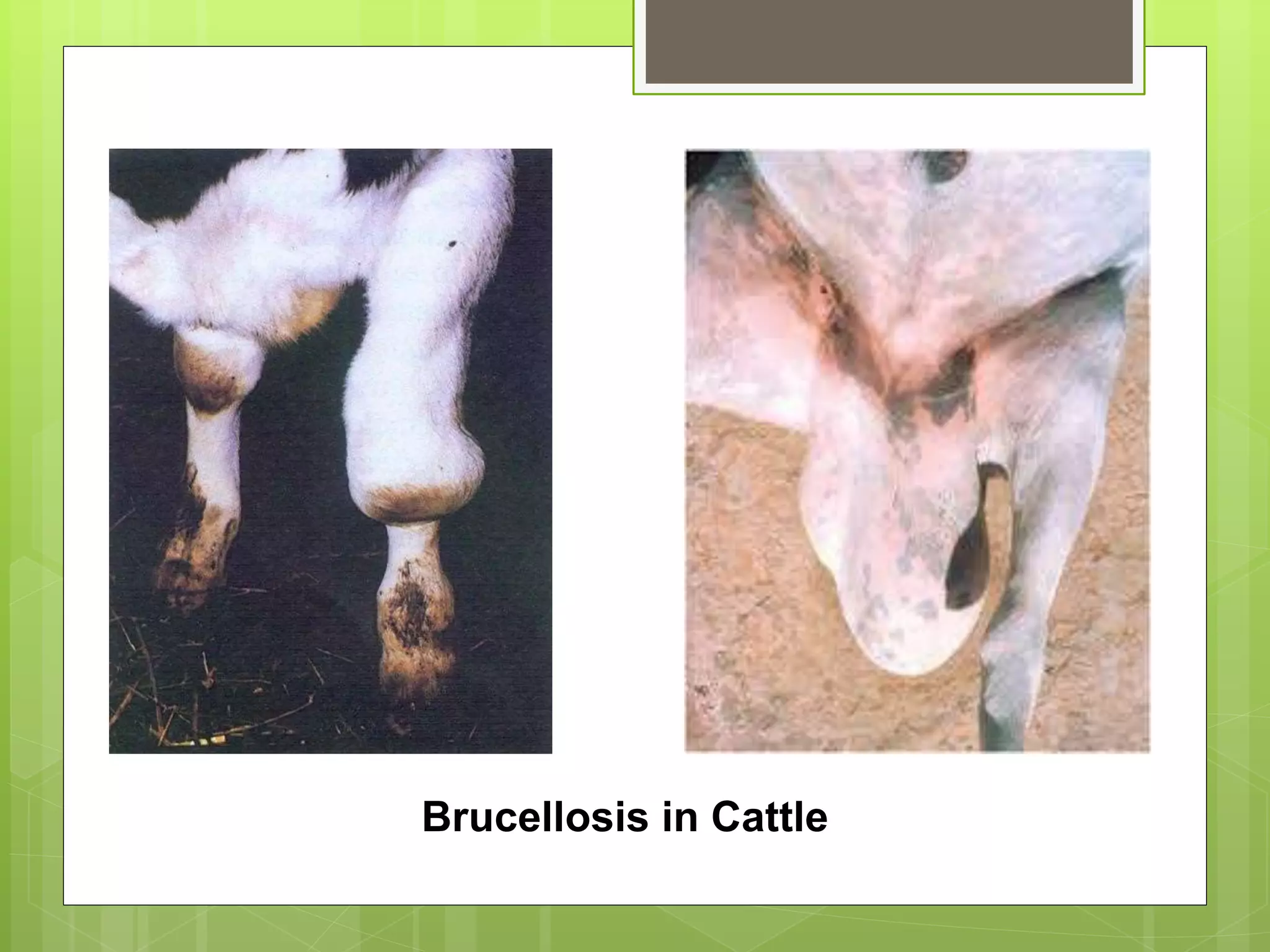 Brucellosis in ruminants | PPTX