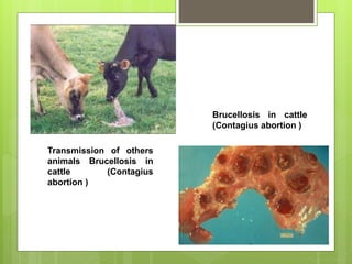 Brucellosis in ruminants | PPTX