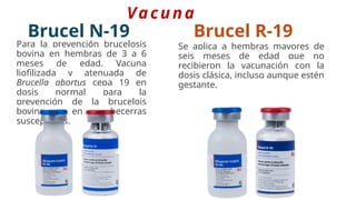 Brucelosis en México. campaña zoosanitaria | PPTX