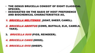 BRUCILOSIS.pptx