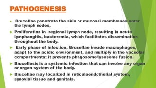 BRUCILOSIS.pptx