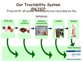 Love my Angus You will too | PPT
