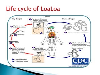 Brugia Malayi Life Cycle