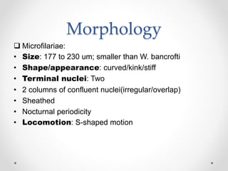 Brugia Malayi Morphology