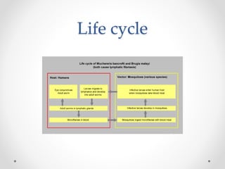 Brugia Malayi Life Cycle