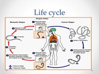 Brugia Malayi Life Cycle