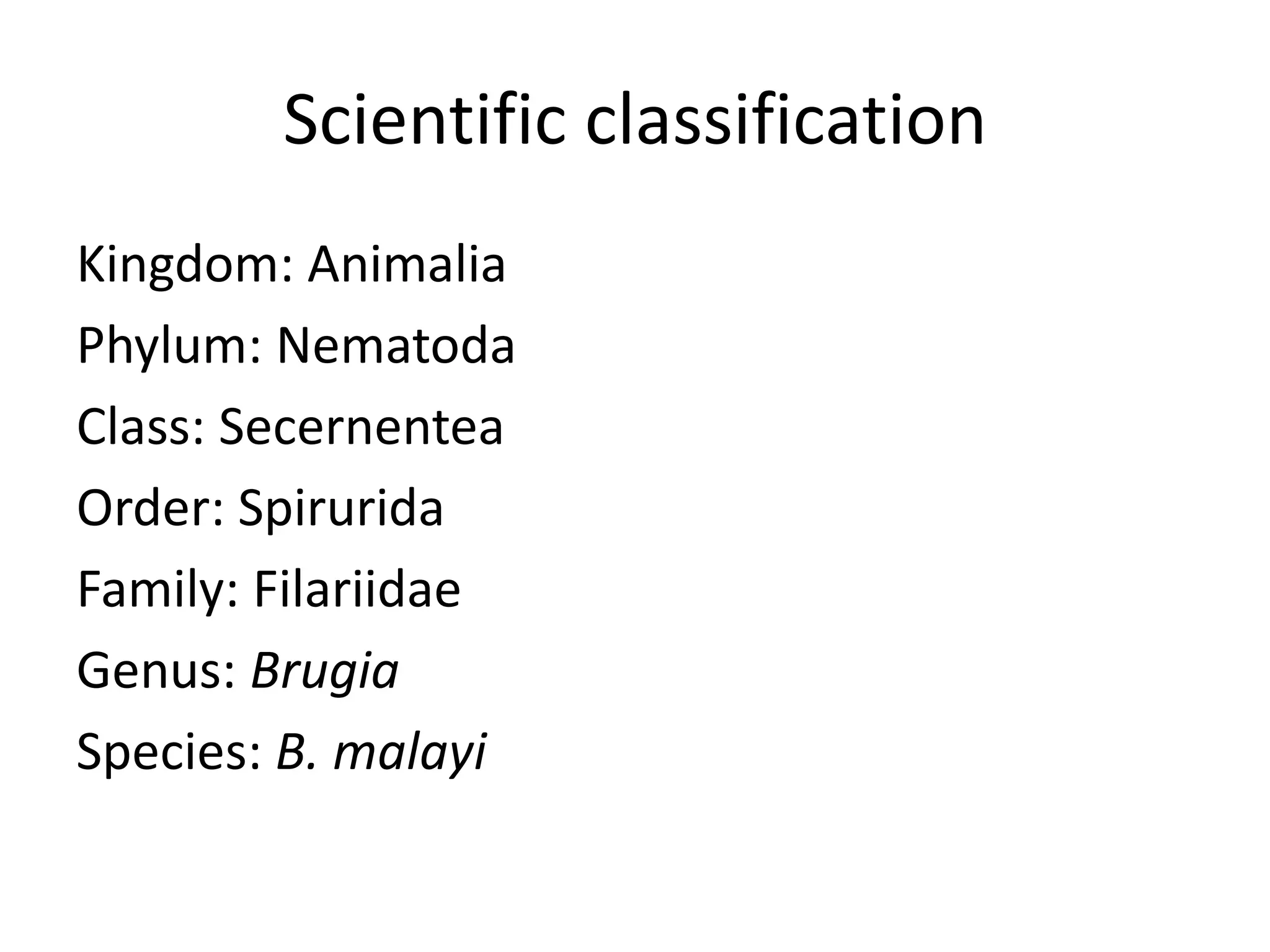 Brugia malayi | PPTX