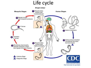 Brugia Malayi Life Cycle
