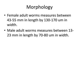 Brugia Malayi Morphology
