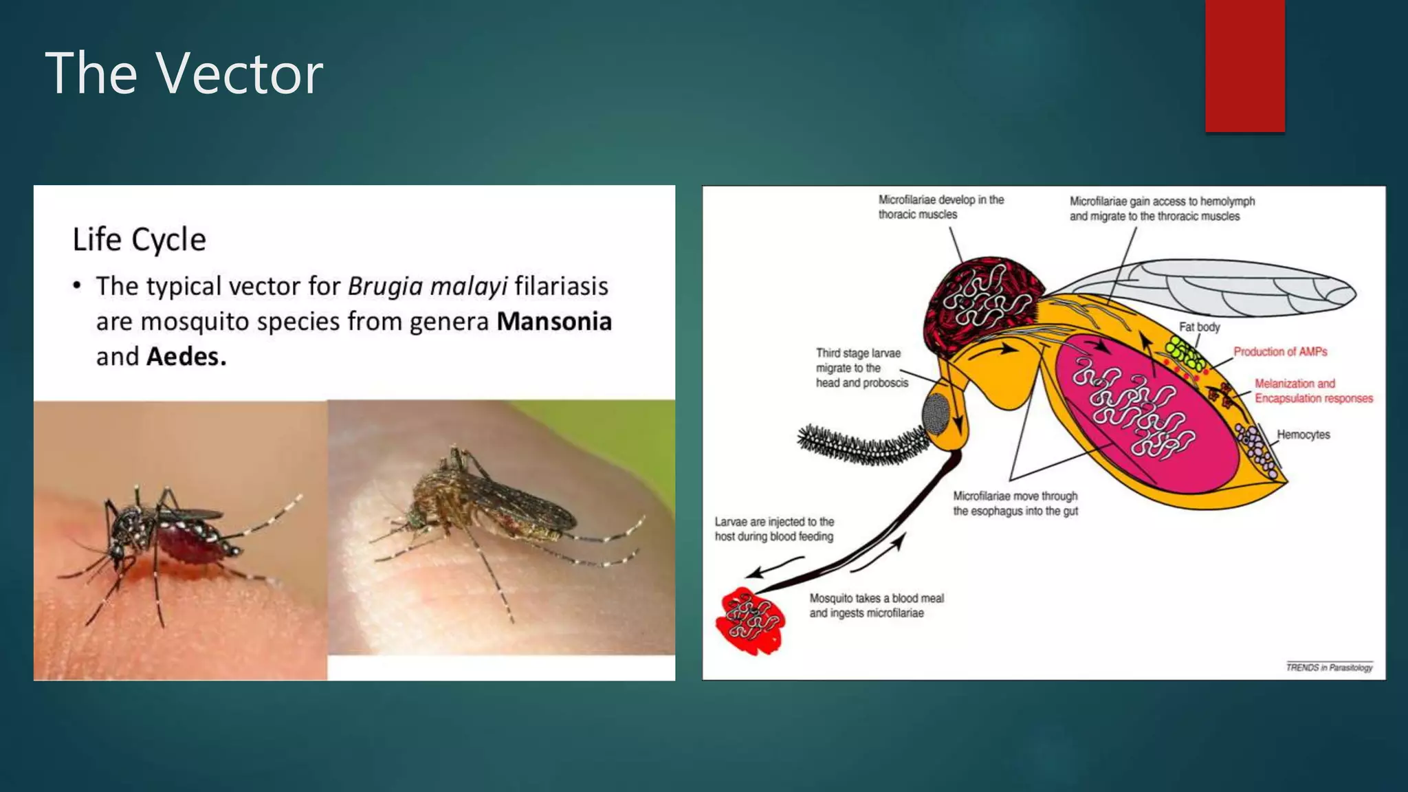 Brugia malayi and the gram negative endosymbiotic bacteria, | PPTX