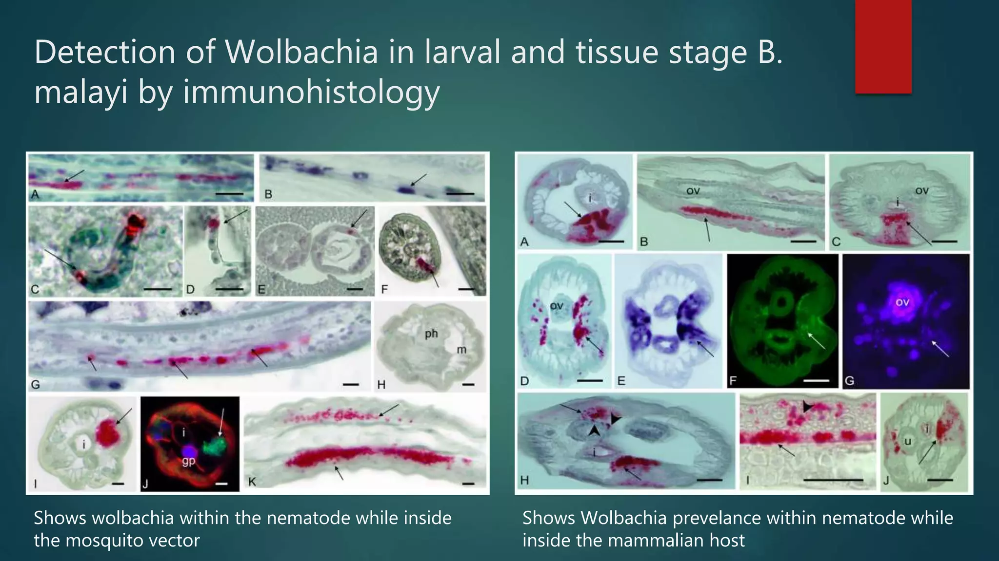 Brugia malayi and the gram negative endosymbiotic bacteria, | PPTX