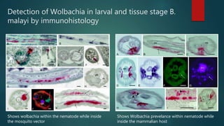 Brugia malayi and the gram negative endosymbiotic bacteria, | PPTX