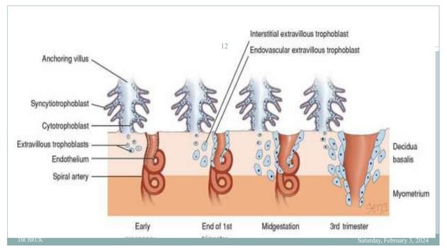 BRUK PLACENTA development AND Amniotic fluid metabolism.ppt