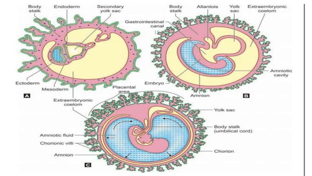 BRUK PLACENTA development AND Amniotic fluid metabolism.ppt