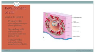 BRUK PLACENTA development AND Amniotic fluid metabolism.ppt