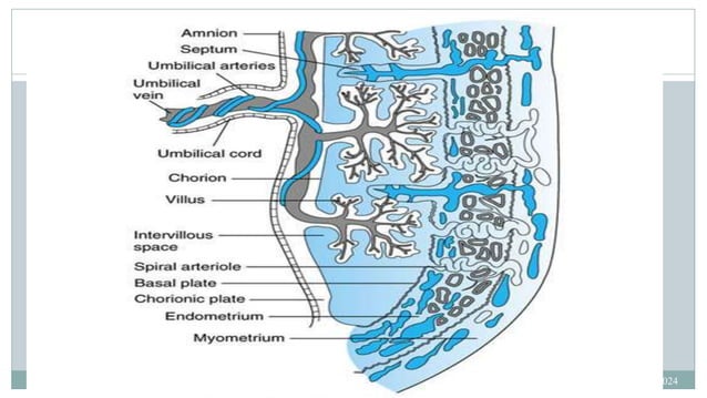 BRUK PLACENTA development AND Amniotic fluid metabolism.ppt