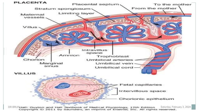 BRUK PLACENTA development AND Amniotic fluid metabolism.ppt