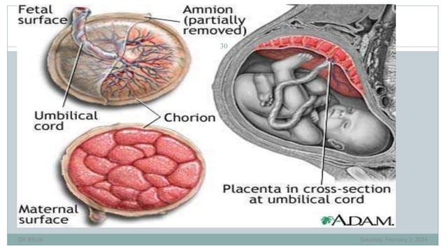 BRUK PLACENTA development AND Amniotic fluid metabolism.ppt