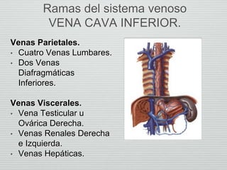 Sistema Arterial y Venoso | PPTX