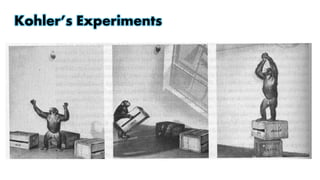 Insight Learning | PPT