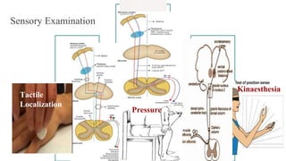 Brunnstrom Approach | PPT