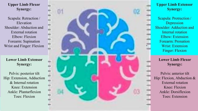 Brunnstrom Approach | PPT