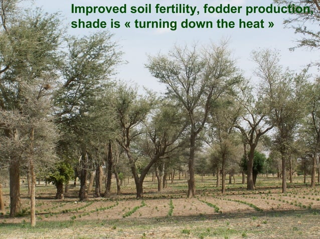 Climate Smart agriculture in Africa's drylands | PPT