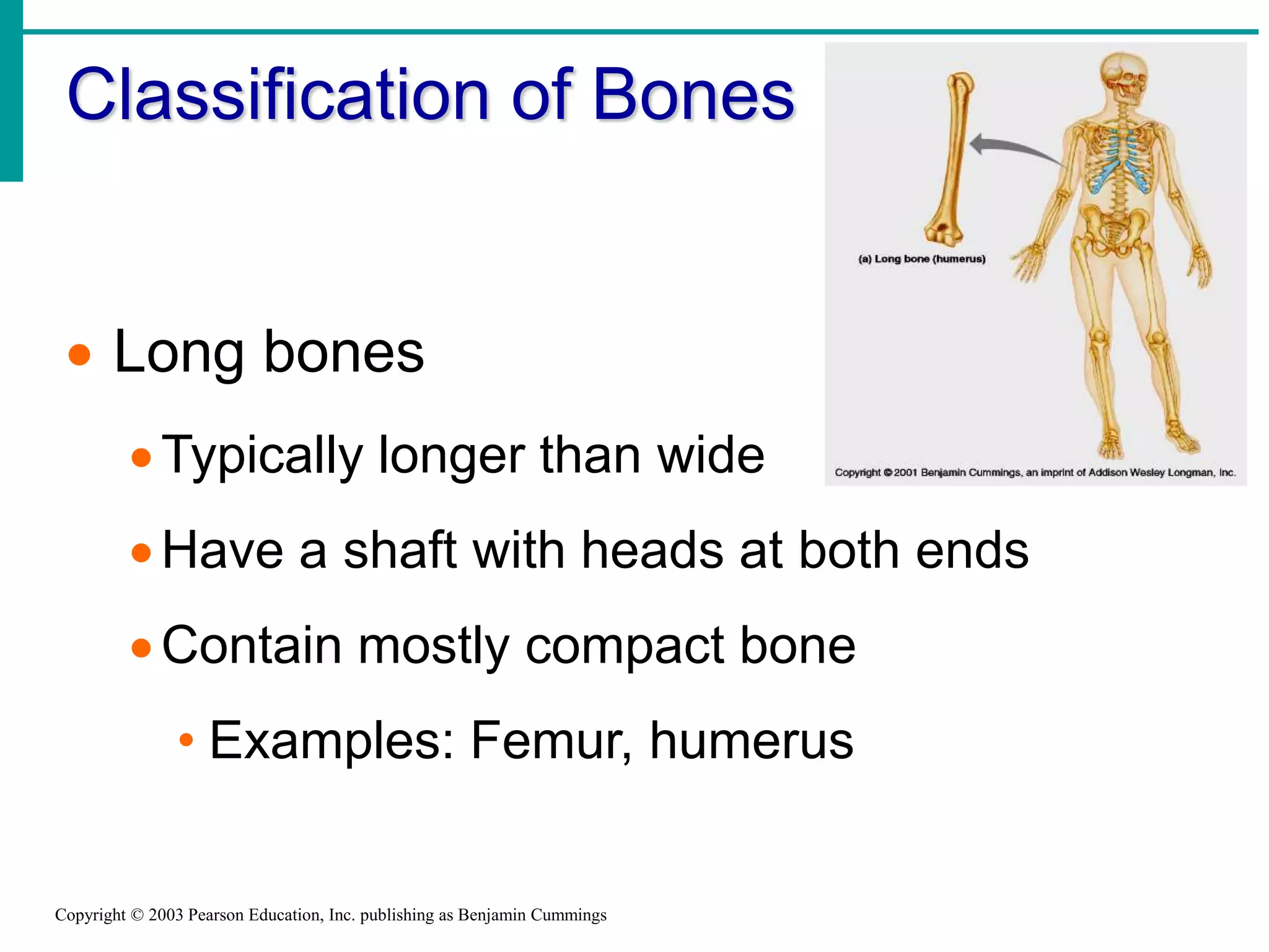 Anatomy of skeletal system | PPTX