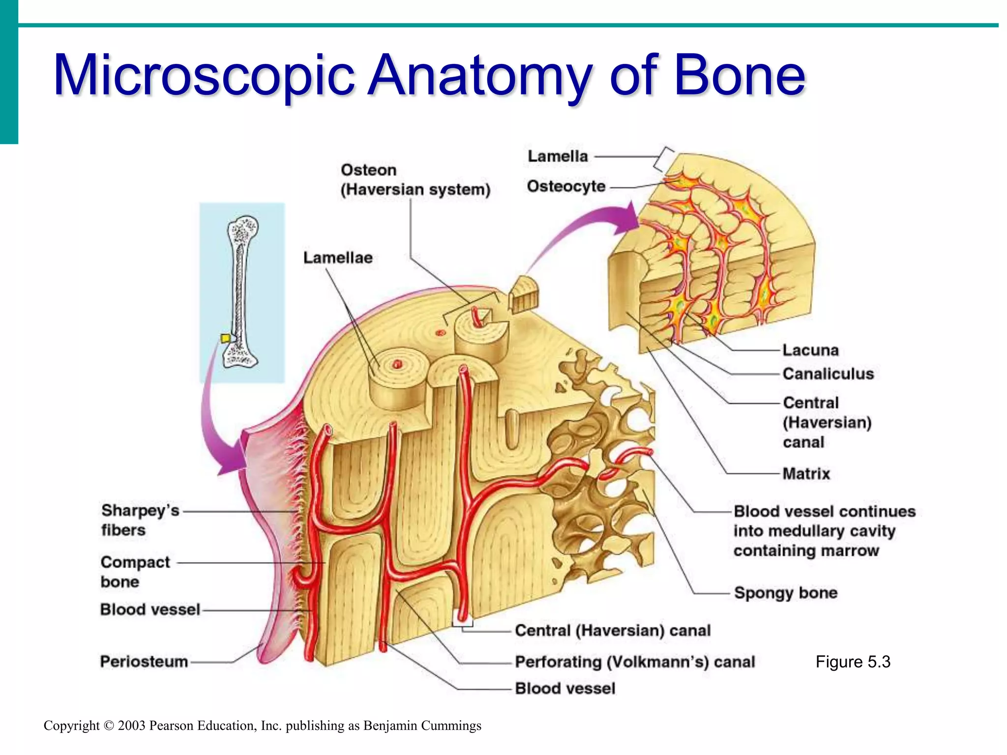 Anatomy of skeletal system | PPTX