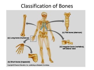 Anatomy of skeletal system | PPTX