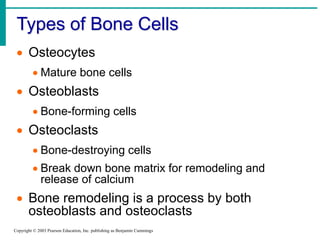 Anatomy of skeletal system | PPTX