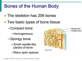 Anatomy of skeletal system | PPTX
