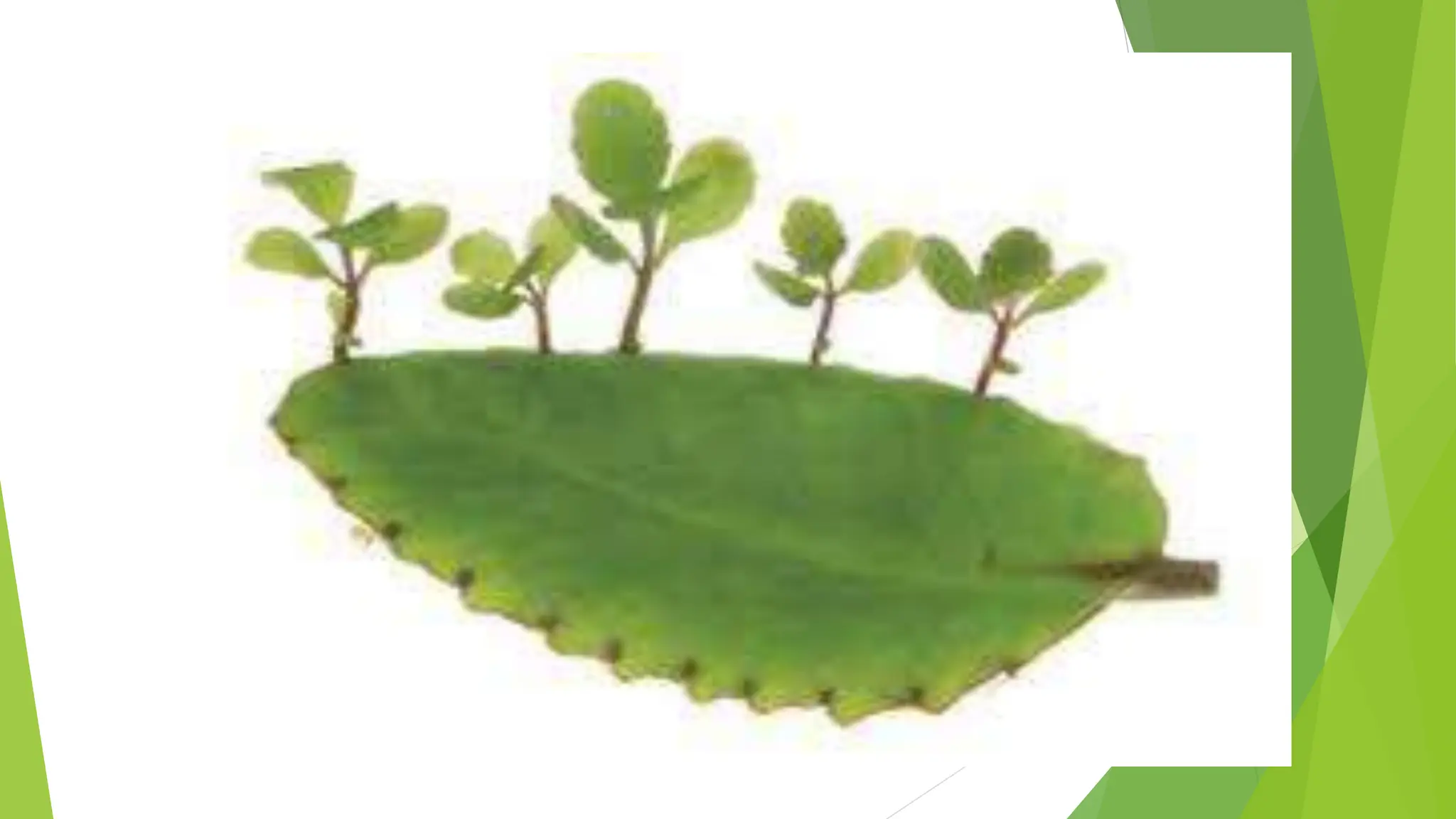 Bryophyllum Pinnatum.pptx