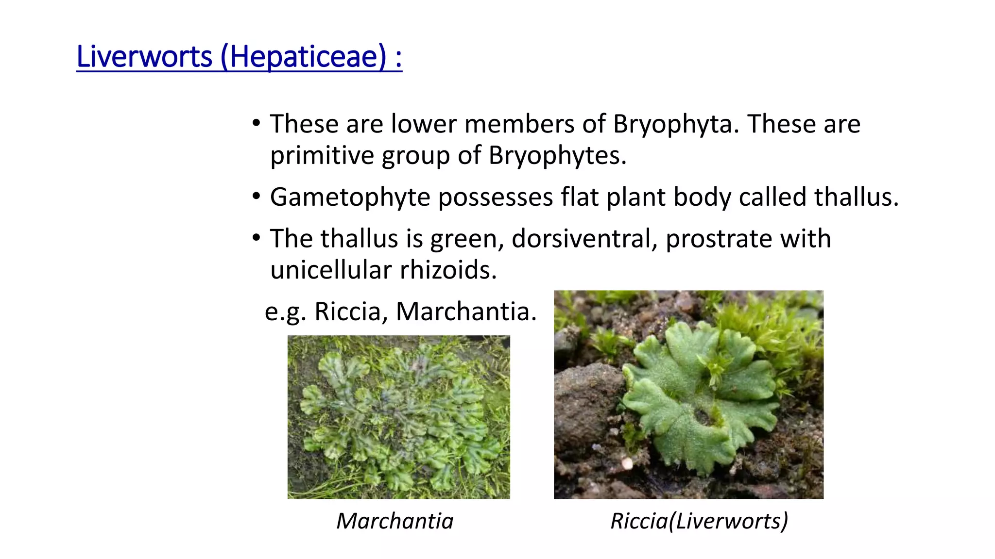 Bryophyta.pptx
