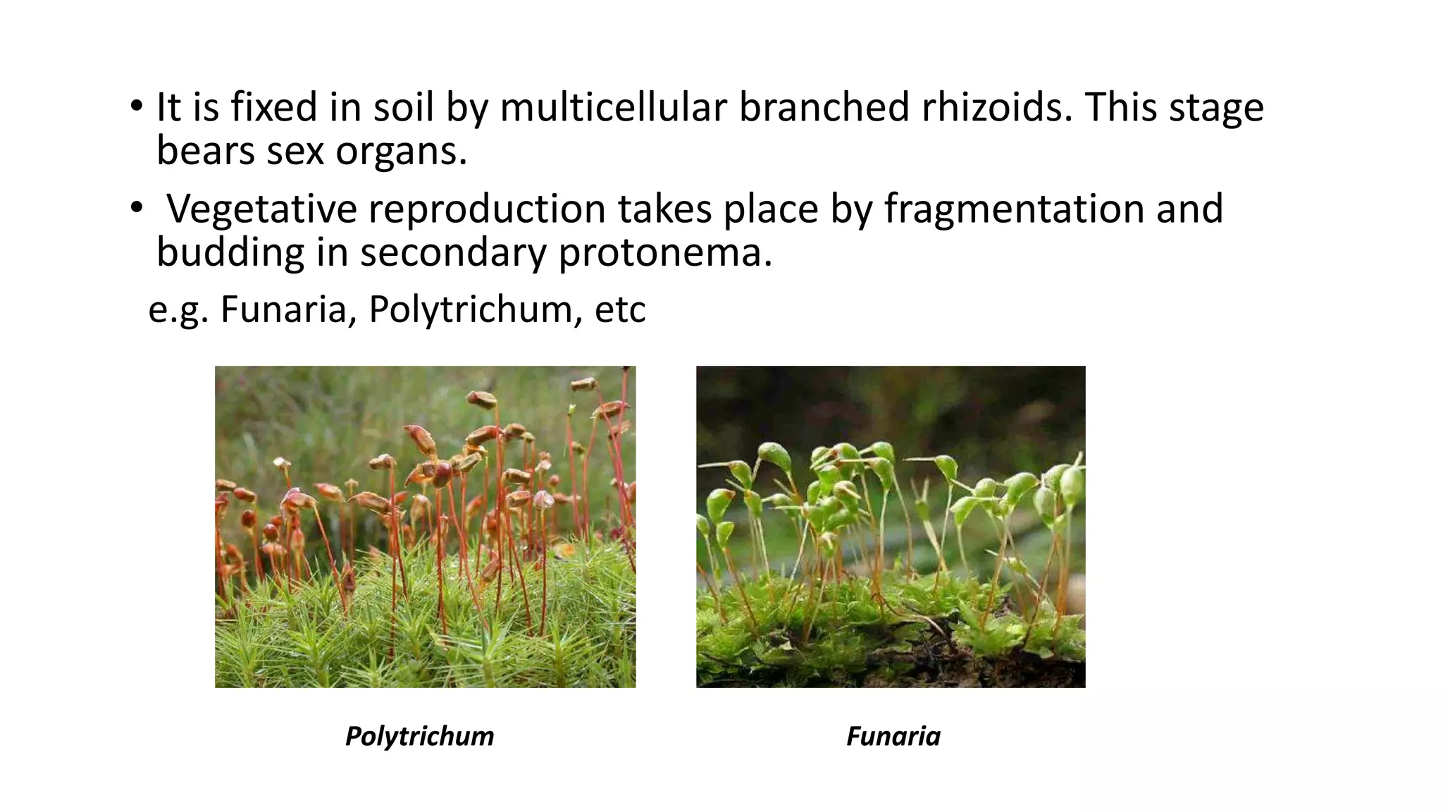 Bryophyta.pptx