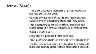 Bryophyta.pptx