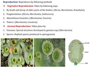 Bryophyta General Characteristics and Economic Importance - Copy.ppt