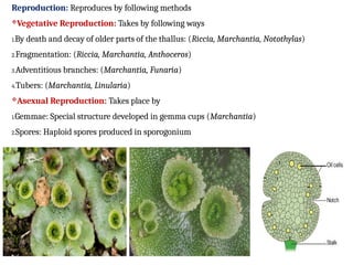 Bryophyta General Characteristics and Economic Importance - Copy.ppt