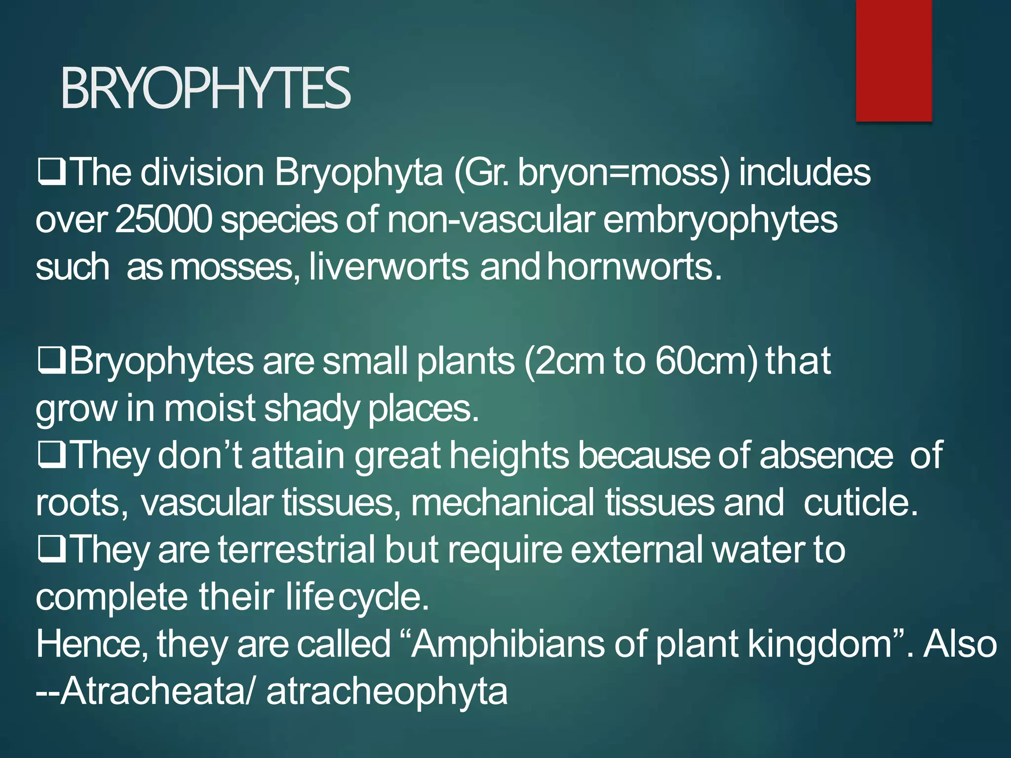 bryophyta obs.pptx
