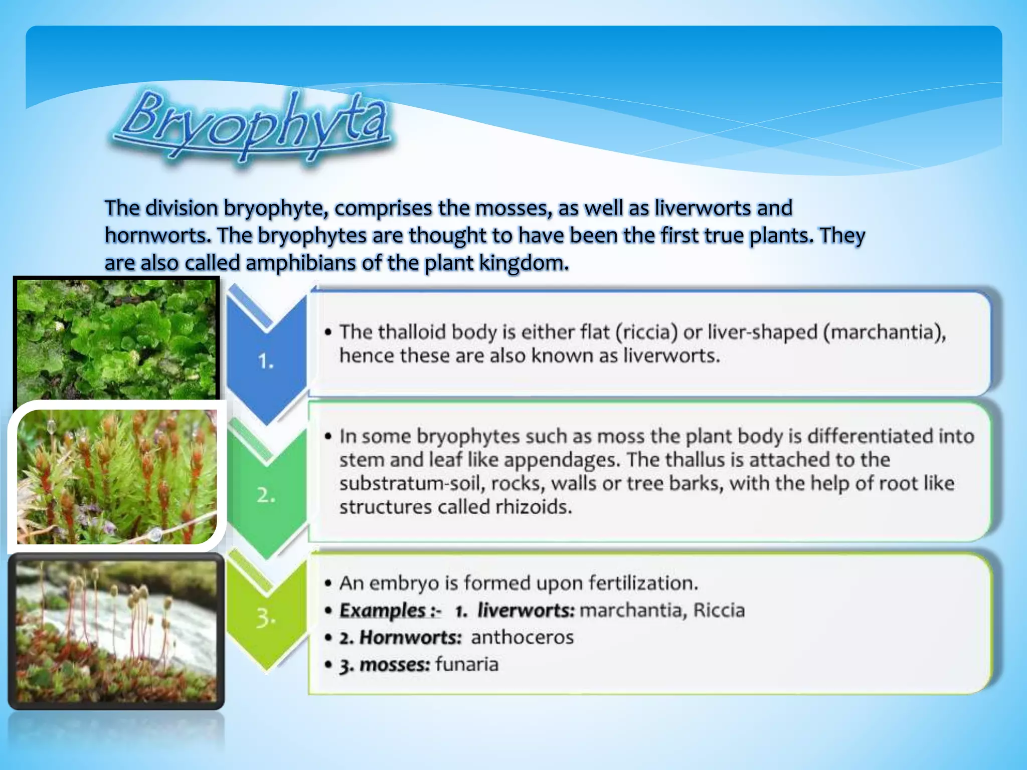 kingdom plantae | PPT