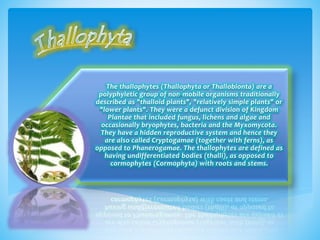 kingdom plantae | PPT