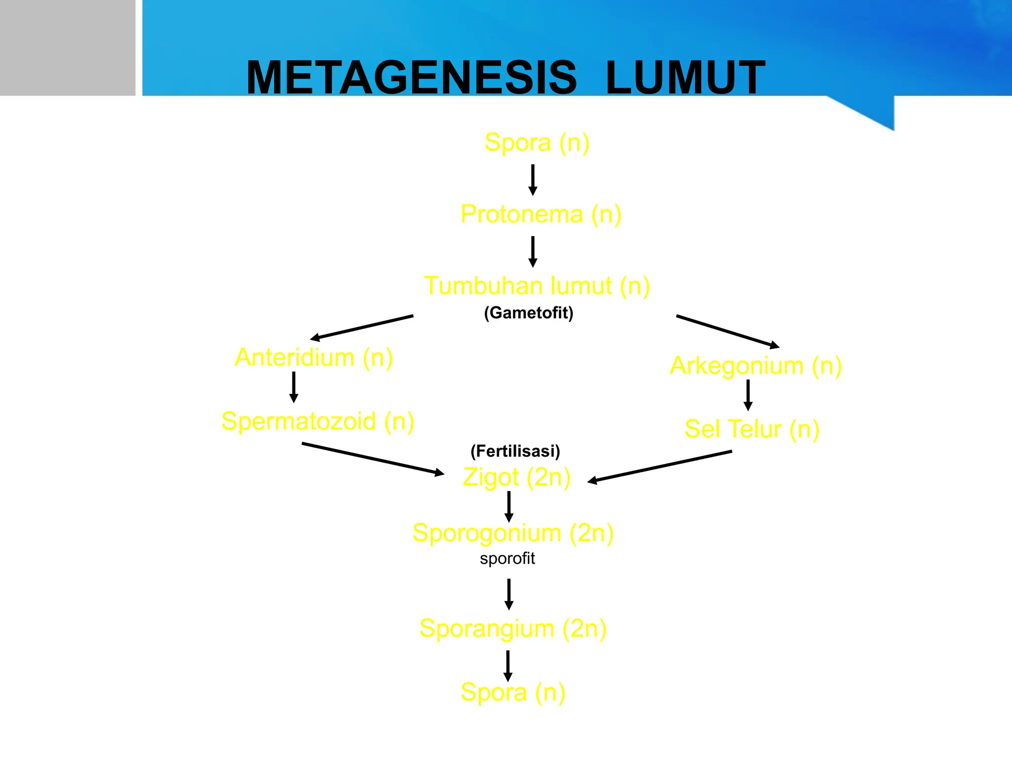 BRYOPHYTA TUMBUHAN LUMUT_PPT MAPEL IPA.pptx