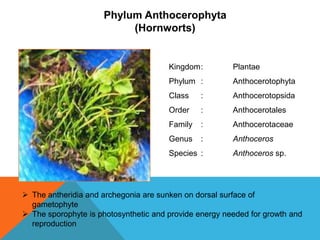 Bryophyte | PPTX